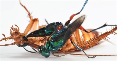 How To Survive The Zombie Apocalypse Like A Cockroach The Atlantic