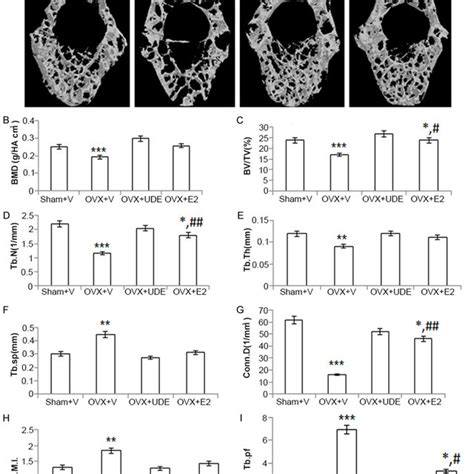 Ude Completely Reversed Vertebral Osteopenia In Ovx Rats A Download Scientific Diagram