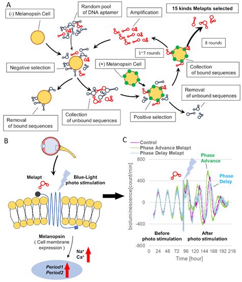 Melanopsin Dna Aptamers Can Regulate The Input Signals Of Mammalian