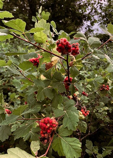 Fragrant Sumac Fall Plants Trees To Plant Shrubs