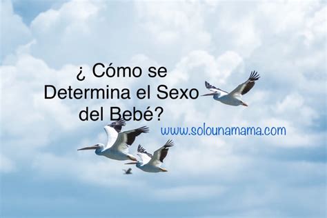 ¿ Cómo Se Determina El Sexo Del Bebé Sólo Una Mamá