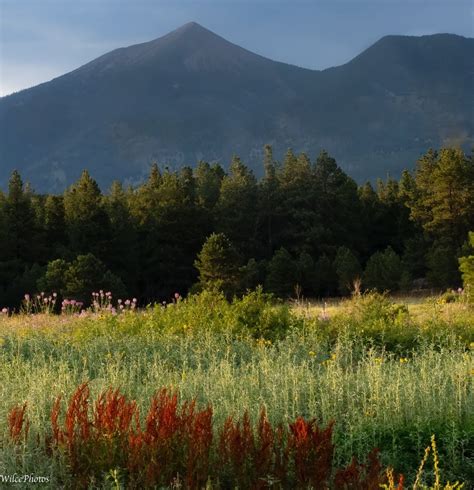 James M Jim Wilce On Linkedin New Collection Tree Photographs