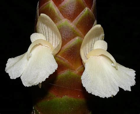 Zingiber Purpureum Zingiberaceae