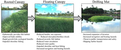 Mugilids Display Distinct Trait Mediated Patterns With A Reinvasion Of Para Grass Urochloa
