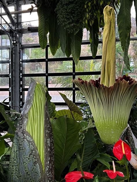 San Diego Botanic Garden Corpse Flower Botanic Gardens Rare Plant