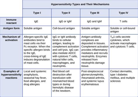 131 Hypersensitivities Biology Libretexts