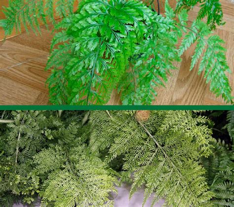 Асплениум: виды для дома - Домашние комнатные растения