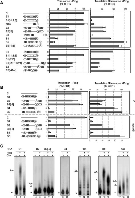 A Combinatorial Code For Cpe Mediated Translational Control Cell