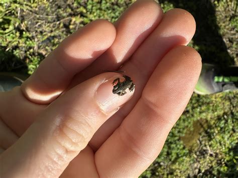Who Is This Teeny Tiny Guy Northern Nj Usa Rwhatsthisfrog