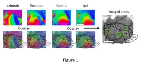 Identification Of V1b Lm Al And Pm Based On Retinotopic Mapping Of