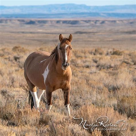 Pin By Des On Equine Love Beautiful Horses Pretty Horses Wild Horses