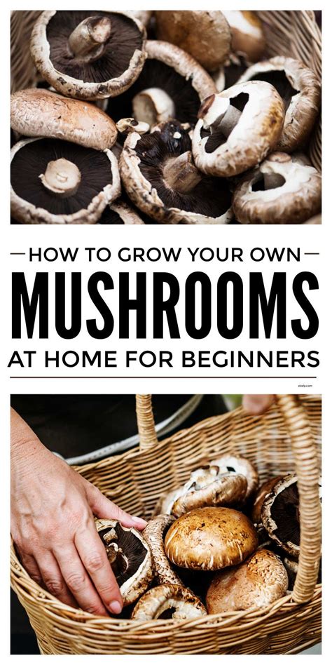 How To Grow Portobello Mushrooms The Easy Way Artofit