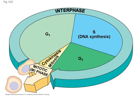 Chapter 12 The Cell Cycle Overview The Key