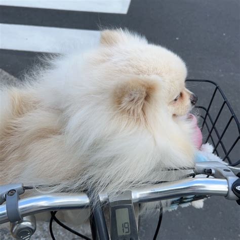 勉強しなさい！とは言わず勉強させる計画 娘を勉強へ向かわせる為の思考錯誤な日々