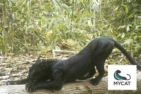 Camera Traps For Wildlife Conservation Globalgiving