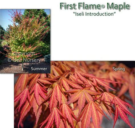 Acer X Pseudosieboldianum First Flame® Hybrid Maple Tree Kigi Nursery