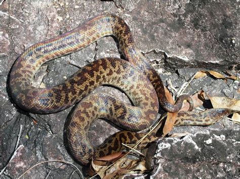 Spotted Python Central Qld Coast Landcare Network Spotted Python Central Qld Coast Landcare Network