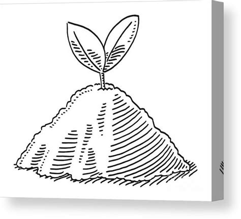 Seed Sprouting Drawing