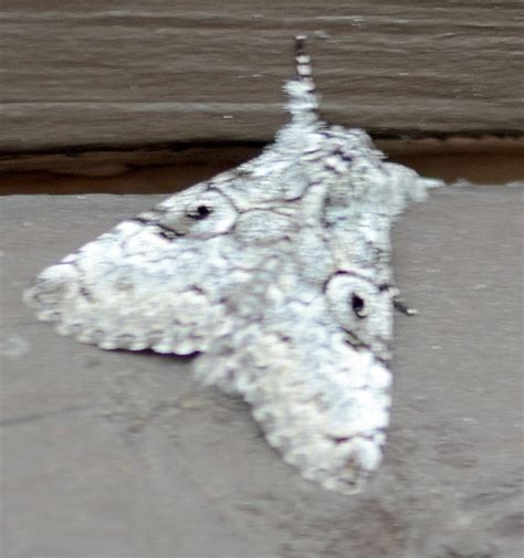 The Laugher Charadra Deridens Bugguide Net