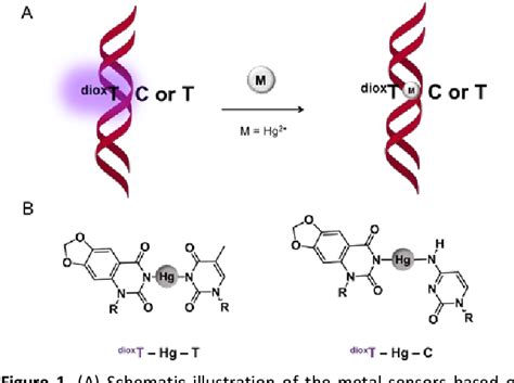 Figure 1 From Highly Sensitive And Selective Mercury Sensor Based On Mismatched Base Pairing
