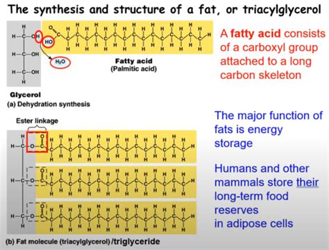 Biol100 Chapter 5 Macromolecules Flashcards Quizlet