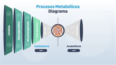 Procesos MetabÓlicos Genially