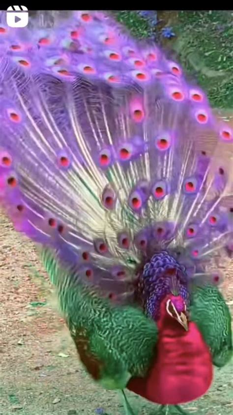 Colorful Peacock With Feathers Spread Out