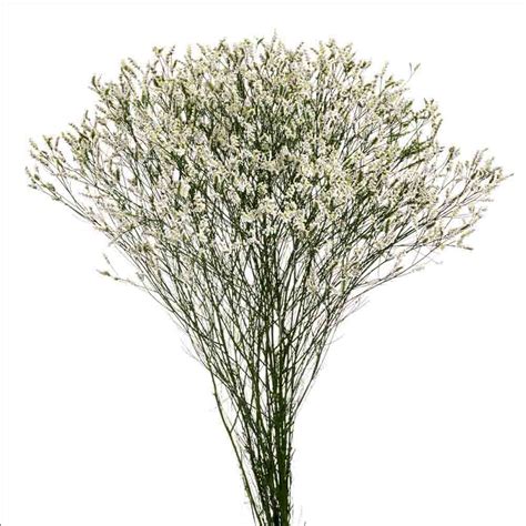 Cool Diamond Muraraplants Muraraplants