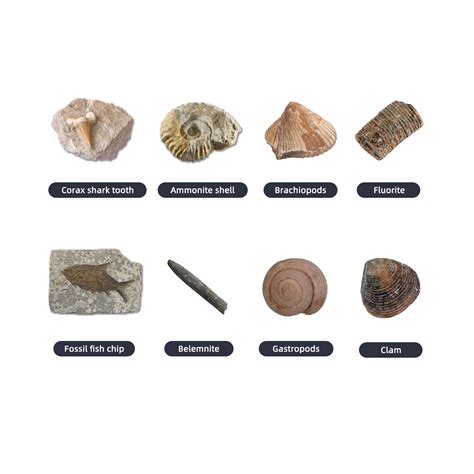 Fossil Experiment Kit China Fossil Experiment Kit Manufacturers