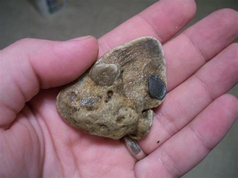 turtle shell fragment fossil id the fossil forum