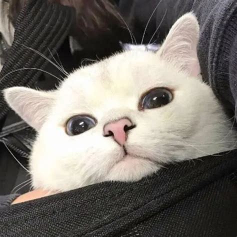 新消息！高通承认了相关事实，美国当年罚中兴国际的钱这回可以罚回来了吧，高通认错的速度，比当年被罚60亿时快了不止一倍 芯片 中国 影响市场