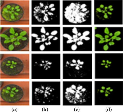 plant region segmentation of individual plant images using various