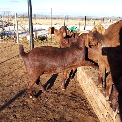 Kalahari Red Goats For Sale Best Breeding Tips For New Farmers 100