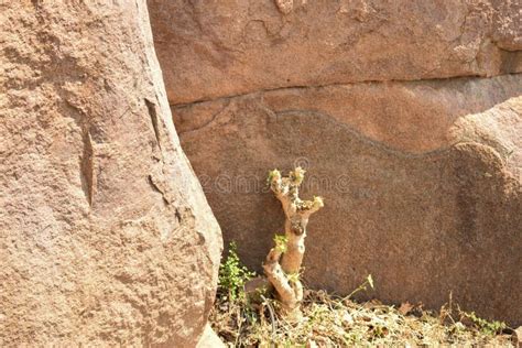 Autumn Forest Dry Tree Roots In Jungle Stock Photograph Image Stock Photo Image Of Sculpture