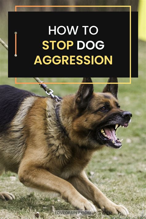 How to Stop Dog Aggression: 5 Ways - Love Of A Pet | Aggressive dog, Dog training aggression ...