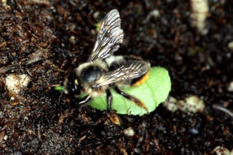 736 50 Leafcutter Bee Cocoons Currently Not Available Beediverse