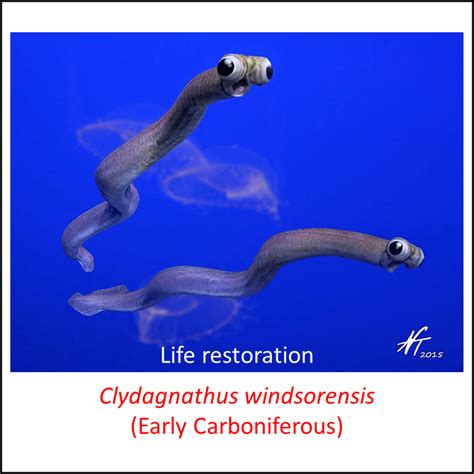 Cyclostome Stem Group