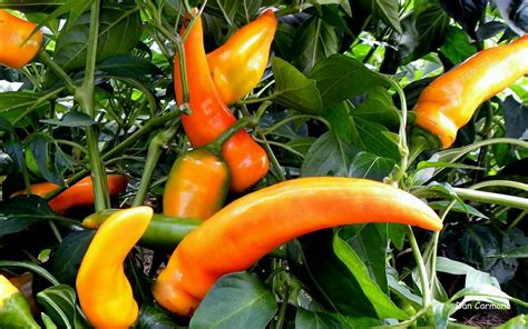 Tequila Sunrise Pepper At Sarah Fox Blog