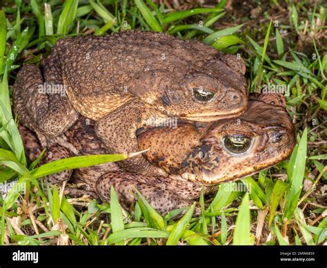 Pair Of Cane Toads In Amplexus Rhinella Marina Orellana Province