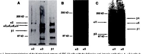 Figure 1 From The Actin Cytoskeleton And Integrin Expression In The