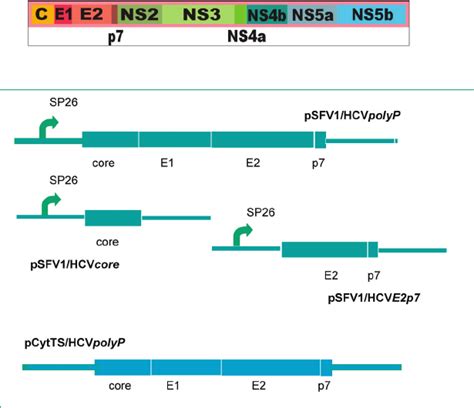 Schematic Diagram Of Recombinant Constructs For Analysis Of Hcv Protein Download Scientific
