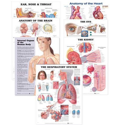 Human Anatomy Body Chart