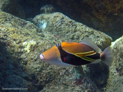 Wedgetail Triggerfish Grahams Island