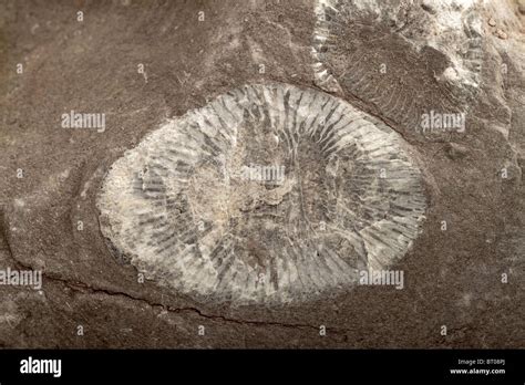 Fossilized Clam Shells Found Embedded In A Garden Rock Stock Photo Alamy