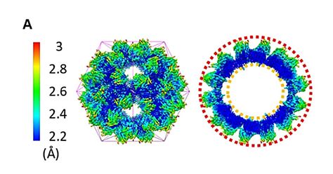 Structural Research Of Alfalfa Mosaic Virus Creative Biostructure