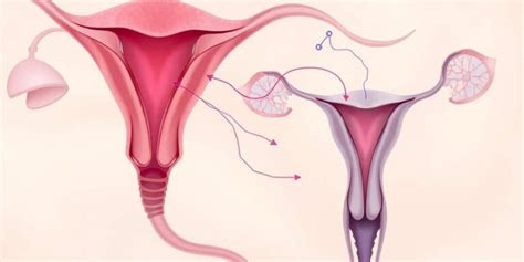 Ovulation Disorders Causes Symptoms And Treatment Options