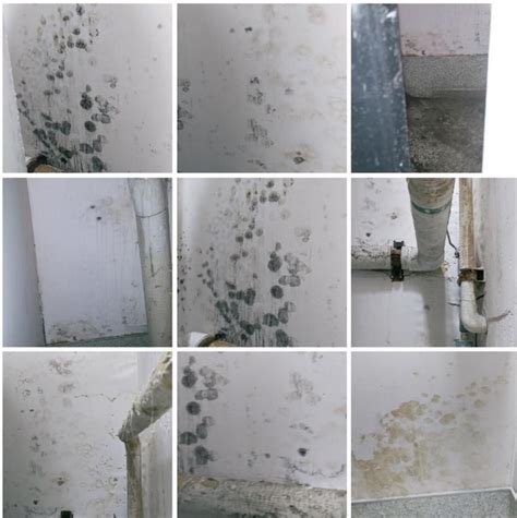 How To Identify Different Types Of Mold In Your Home GUIDE