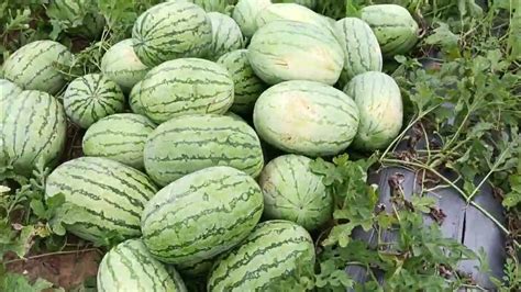 ஒரே தர்பூசணி 20 கிலோ எடை கொண்ட பழம் தோட்டத்தில் வளர்வது எப்படி ரொம்ப ஆச்சரியமாக இருக்கிறது Youtube