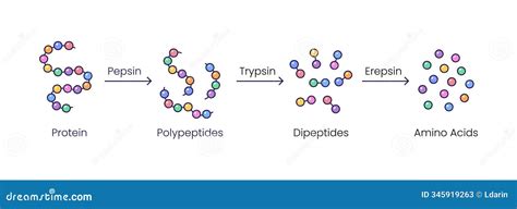 Digestion Of Protein Vector Protein Polypeptide Chains Amino Acid