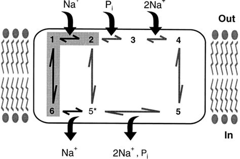 A State Diagram Representation Of An Ordered Binding Model For Napi 2 Download Scientific
